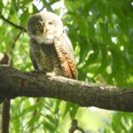 Lunugamvehera National Park Private Safari - Who Should Consider This Safari?