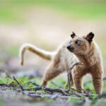 Lunugamvehera National Park Private Safari - Who Might Want to Consider Alternatives?