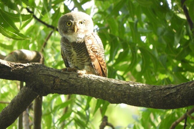 Lunugamvehera National Park Private Safari - Who Should Consider This Safari?