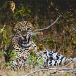 Lunugamvehera National Park Private with Naturalist (12 hrs) - Authentic Encounters and Real Traveler Insights