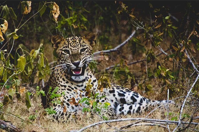 Lunugamvehera National Park Private with Naturalist (12 hrs) - Authentic Encounters and Real Traveler Insights