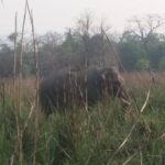 Luxury Chitwan Jungle Safari - 3 Days - What Makes This Safari Stand Out?