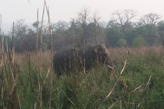 Luxury Chitwan Jungle Safari - 3 Days - What Makes This Safari Stand Out?