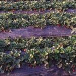 Luzon Island Route. From Manila to Banaue - Practical Details and Experience Insights