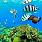 Mactan: Cebu Island Hopping Boat Tour with Lunch - What We Love About This Tour