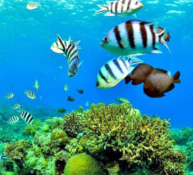 Mactan: Cebu Island Hopping Boat Tour with Lunch - What We Love About This Tour