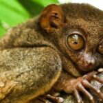 Mactan Sunset Cruise Ultimate Yacht Experience - What You’ll Love About the Tour