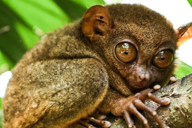 Mactan Sunset Cruise Ultimate Yacht Experience - What You’ll Love About the Tour