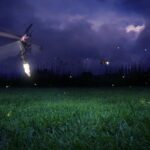 Magical Fireflies Tour - Who Will Love This Tour?