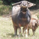 Magical Mystery Tour Nha Trang - Practical Tips for Potential Participants