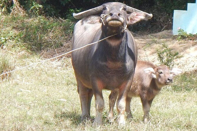 Magical Mystery Tour Nha Trang - Practical Tips for Potential Participants