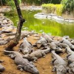 Mahabalipuram and Madras Crocodile bank trip from Chennai wtih Lunch,Transport - What Makes This Tour Stand Out?