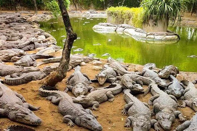 Mahabalipuram and Madras Crocodile bank trip from Chennai wtih Lunch,Transport - What Makes This Tour Stand Out?