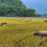 Mai Chau in 1 Day: Cycle Through Vietnams Peaceful Villages - Authentic Experiences in a Nutshell