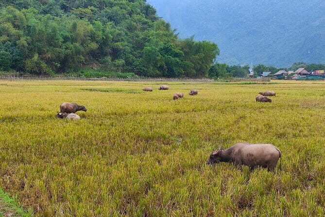 Mai Chau in 1 Day: Cycle Through Vietnams Peaceful Villages - Authentic Experiences in a Nutshell