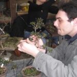 Make your own BONSAI with a professional artist in Tokyo - FAQs about the Bonsai Workshop in Tokyo