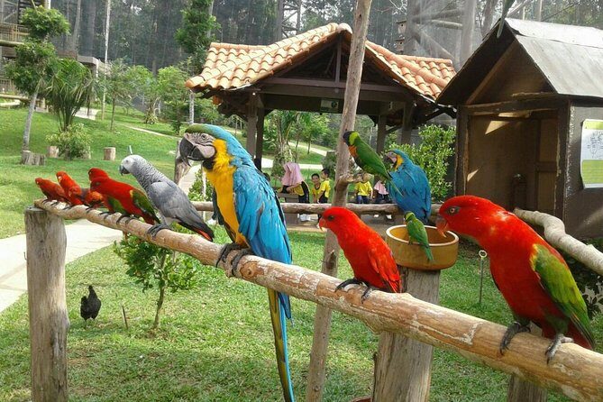 Malacca Zoo & Crocodile Park Tour from Kuala Lumpur with Lunch - Practical Details and Value