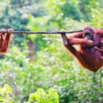 Malaysia: Melaka A'famosa Water Park & Safari Wonderland Ticket - Practical Details and Tips