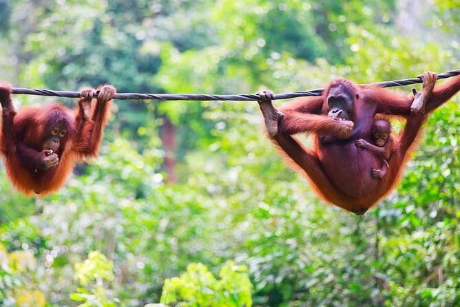 Malaysia: Melaka A'famosa Water Park & Safari Wonderland Ticket - Practical Details and Tips