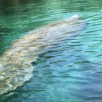 Manatee Springs Adventure Tour - What Is the Manatee Springs Adventure Tour About?