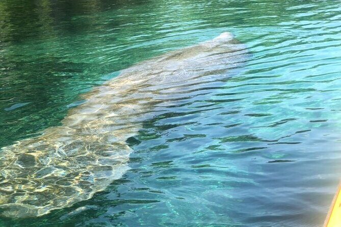 Manatee Springs Adventure Tour - What Is the Manatee Springs Adventure Tour About?
