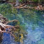 Mangrove Forest Tour In Langkawi - Who Is This Tour Best For?