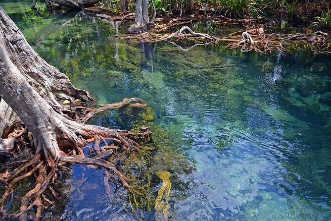 Mangrove Forest Tour In Langkawi - Who Is This Tour Best For?
