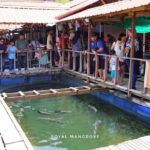 Mangrove Tour with Snorkelling - Key Points