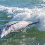 Marco Island: Dolphin, Shelling, Beach & Ten Thousand Island - The Guides & Their Role in Making the Experience Special