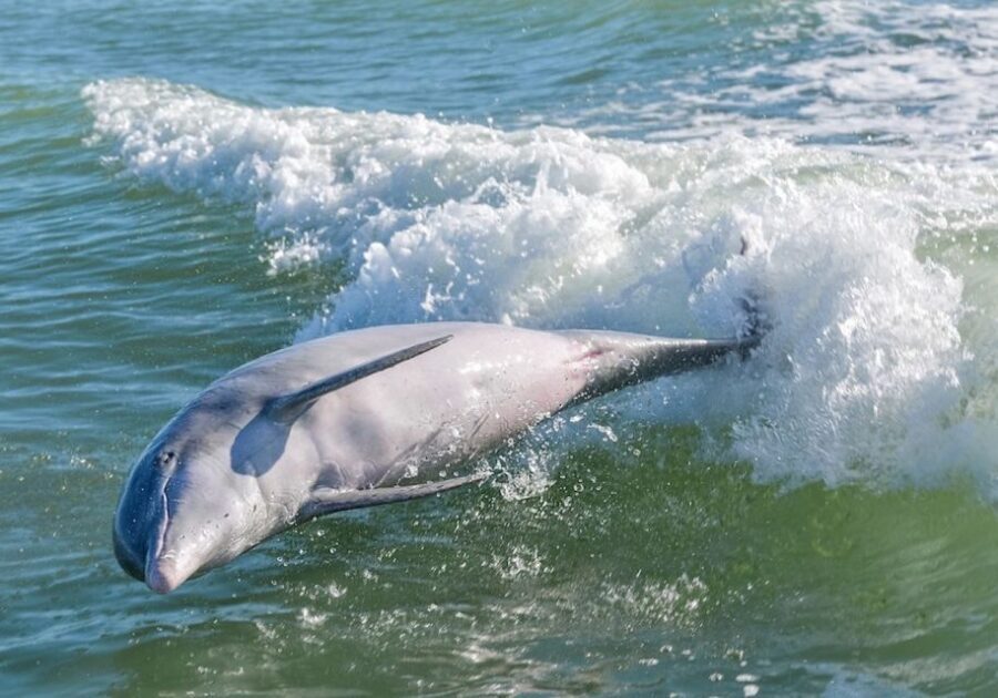 Marco Island: Dolphin, Shelling, Beach & Ten Thousand Island - The Guides & Their Role in Making the Experience Special