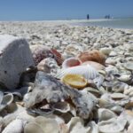 Marco Island: Ten Thousand Islands Shelling & Dolphin Tour - Price & Value