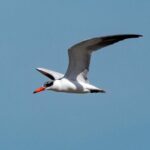 Marine Ecology Tour in La Paz Mexico - The Itinerary: What You’ll See and Experience