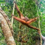 Marvellous Creature Orangutan : Sarawak Semenggoh Wildlife Centre Tour - The Value of the Tour: Cost, Duration, and Experience