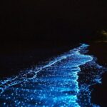 Maya Bay Sunset Cruise and Plankton Swimming From Phi Phi - Frequently Asked Questions