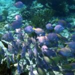 Mayan Adventure: Snorkel in Cove, Cenotes & Underground River - Highlights and Authentic Experiences