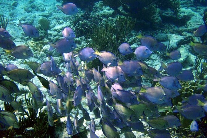 Mayan Adventure: Snorkel in Cove, Cenotes & Underground River - Highlights and Authentic Experiences