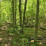 Meditative, Forest Bathing Hike followed by Yoga on the Deck - A Walk Through the Experience