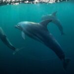 Meet Dolphins in Huatulco - Final Thoughts and Summary