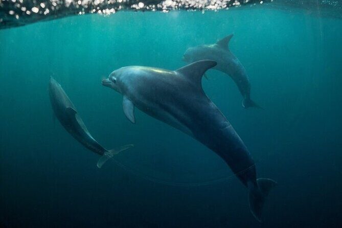 Meet Dolphins in Huatulco - Final Thoughts and Summary