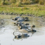 Meghalaya With Kaziranga - What Travelers Can Expect