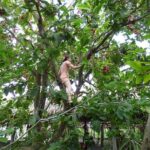 Mekong Delta exploring full day Trip - FAQs about the Mekong Delta Full-Day Trip