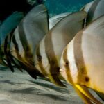 Menjangan island snorkeling full day boat trip - The Itinerary in Detail: What to Expect on Your Day