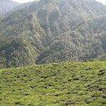 Mesmerizing Darjeeling & Gangtok - An In-depth Look at the Itinerary