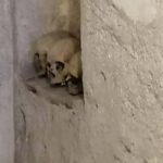 Mexico City: Museum of El Carmen Tour with Ticket - What Travelers Say