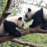 Mini Group: One-Day Panda and Chengdu Lifestyle Highlights Tour - Why This Tour Is a Good Value