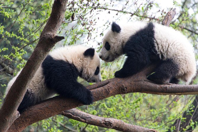 Mini Group: One-Day Panda and Chengdu Lifestyle Highlights Tour - Why This Tour Is a Good Value