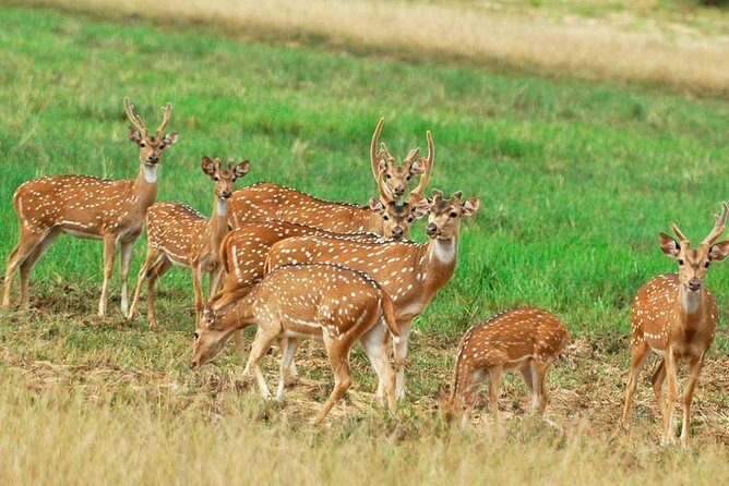 Minneriya Elephant Safari Drive From Trincomalee - The Sum Up: Why Choose This Safari?