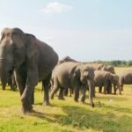 Minneriya Elephant Safari With Sigiriya Rock & Dambulla Cave Temples (Full Day) - What Travelers Say: Authentic Perspectives