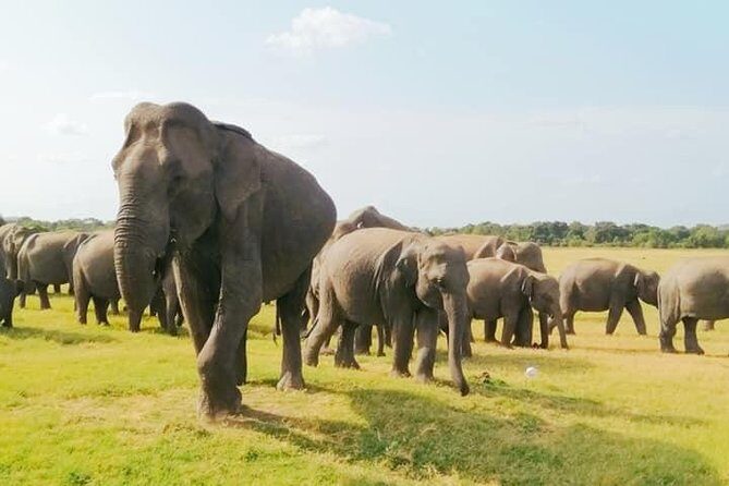 Minneriya Elephant Safari With Sigiriya Rock & Dambulla Cave Temples (Full Day) - What Travelers Say: Authentic Perspectives