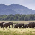 Minneriya half day elephant safari/largest gathering - Who Will Love This Safari?